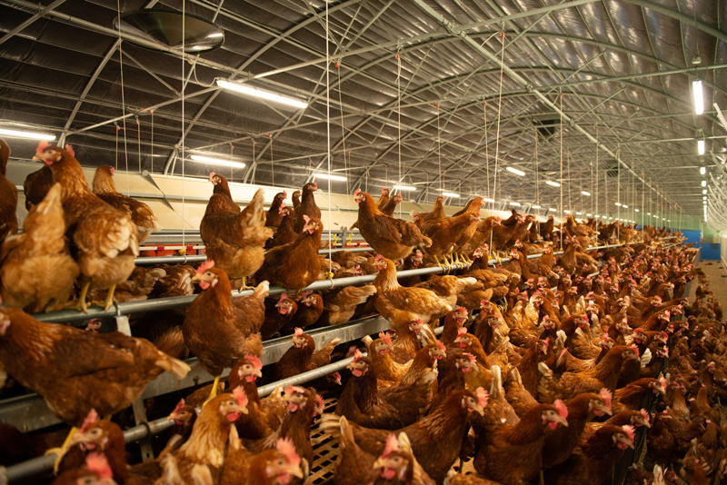 BATICLAIR - POULAILLER 6000 POULES